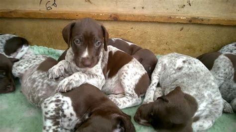 German Shorthaired Pointer Newborn Puppies