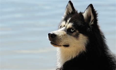 Malamute German Shepherd Mix Hubpages