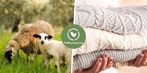 What Is Organic Wool And How Is It Used In Sustainable Products