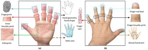 Deep Learning Techniques For Hand Vein Biometrics A Comprehensive