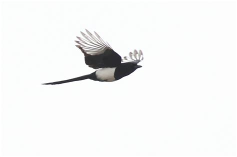 Sound Black Billed Magpie