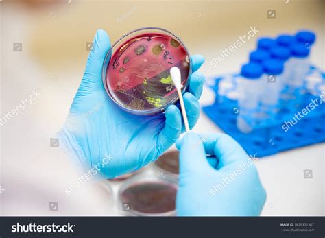 Swabbing Bacteria Lab