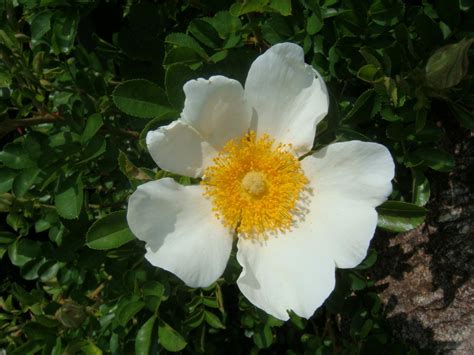 Rosa Bracteata J C Wendland