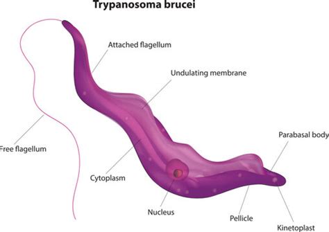 Trypanosoma Under Microscope Labeled Fluorescent Proteins Reveal What
