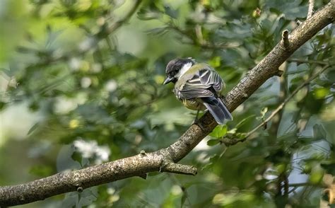 Great Tit Bird Perched Free Photo On Pixabay Pixabay