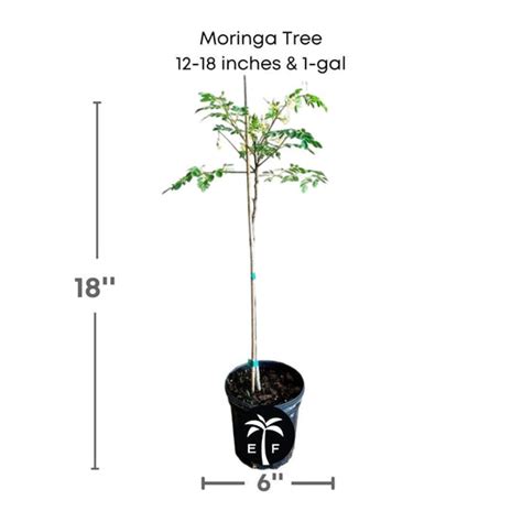 Moringa Tree For Sale Buy Moringa Oleifera Tree Everglades Farm