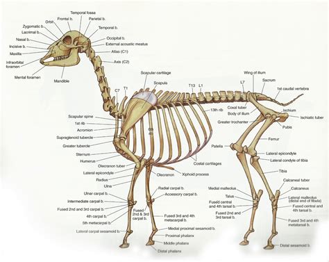 Pygmy Goat Anatomy At Gabrielle Upton Blog