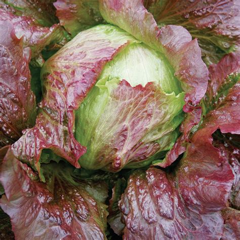Iceberg Lettuce Iceberg Lettuce 2 Ct Costco