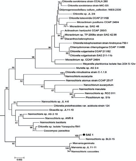 Molecular Phylogeny Of The Extreme Saline Alkali Microalgae Sae1
