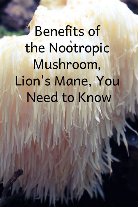10 Benefits Of Lion S Mane Mushroom Artofit