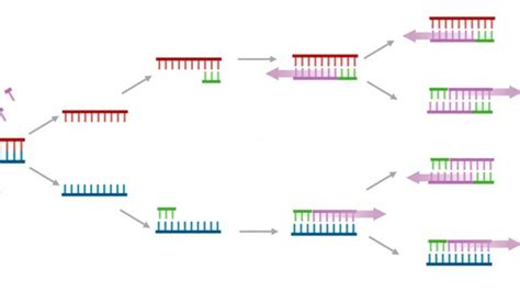 Principles In Qpcr And Data Analysis Comidoc