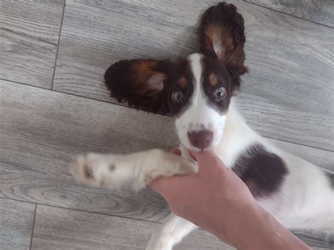 My New Cocker Spaniel Pup Jasmine Rcockerspaniel