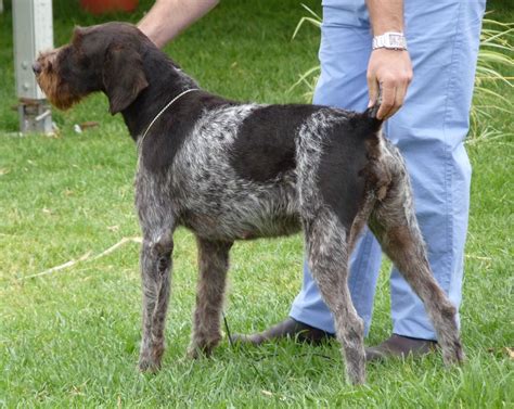 Braco Alemão De Pêlo Duro