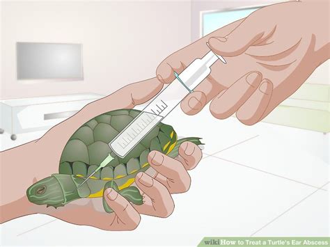How To Treat A Turtles Ear Abscess 10 Steps With Pictures