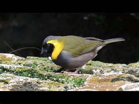 Cuban Finch Feeding Cuban Grassquit Youtube