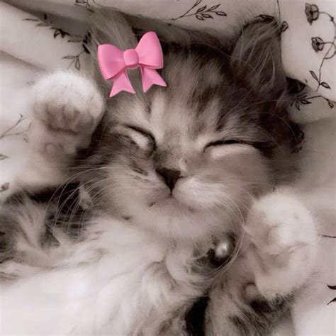 Gatito Cute