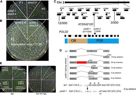 Figure 1 From The Second Subunit Of Dna Polymerase Delta Is Required