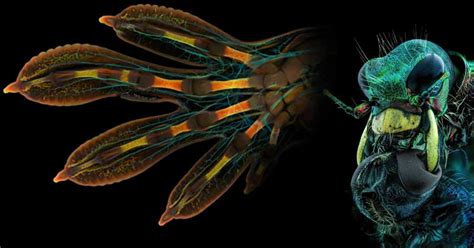 ภาพชนะเลิศโลกใบเล็ก Nikon Small World ปี 2022 เว็บสำหรับคนชอบถ่ายรูป