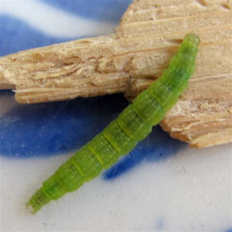 Winter Moth Caterpillar