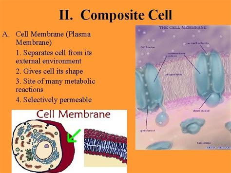 Cells Ii Composite Cell A Cell Membrane Plasma