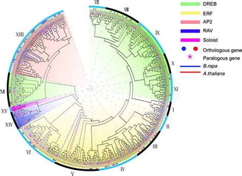 Phylogenetic Tree Constructed From The Neighbor Joining Method Using