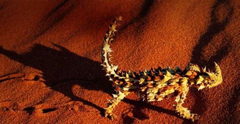 14 Unusual Survival Strategies Of The Thorny Devil Lizard