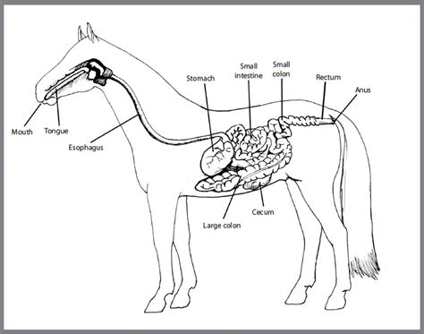 Horse Digestive System Diagram My Senior Horse