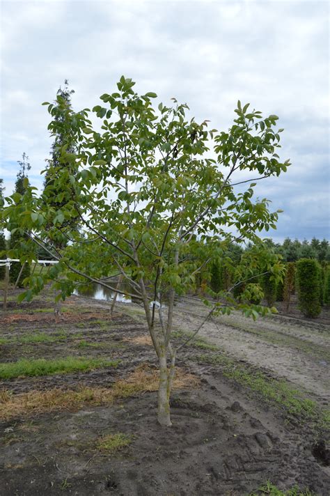 Multi Stem Trees Gallery Valley Plants