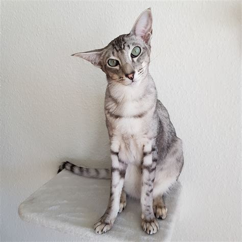 Benjymouse On Tumblr