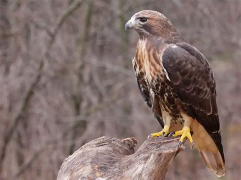 10 Hawks In Pennsylvania With Pictures And Identification