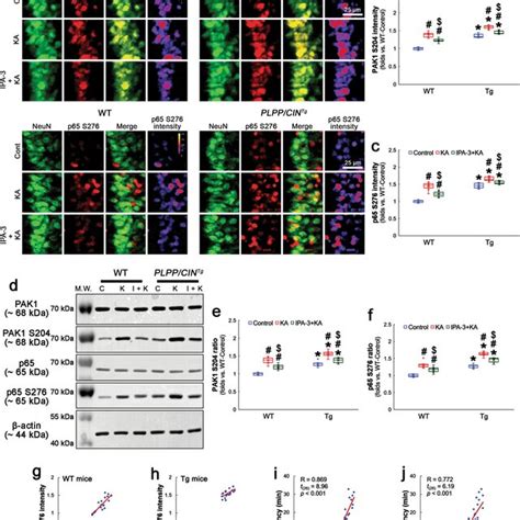 Effects Of Plppcin Overexpression And Its Deletion On Phosphorylations
