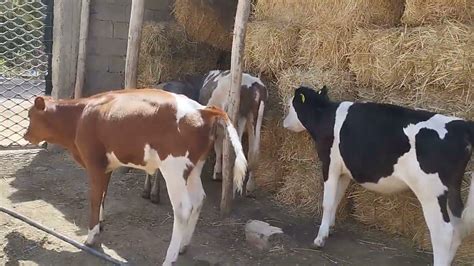 13عجلة للبيع 0666216968 Youtube