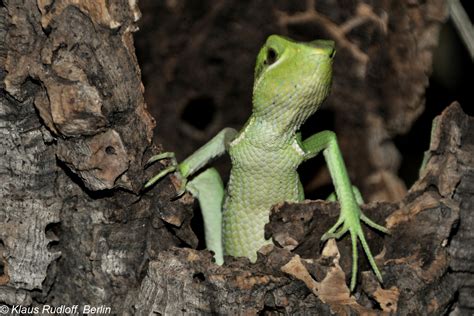 Casquehead Lizard Wallpapers Wallpaper Cave