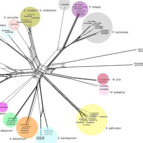 Haplotype Network Analysis Created With Coi 87 Haplotype Data Set Download Scientific Diagram