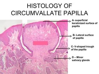 Oral Biologyslides Ppt