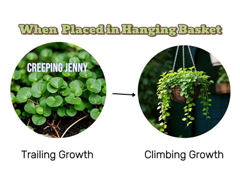How Trailing Plants Overlap With Other Growth Habits Garden Chains