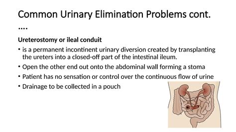 Urinary Elimination And Altered Patterns Pptx