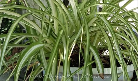 Zelenec Chocholatý Chlorophytum Kouzelné Bydlení