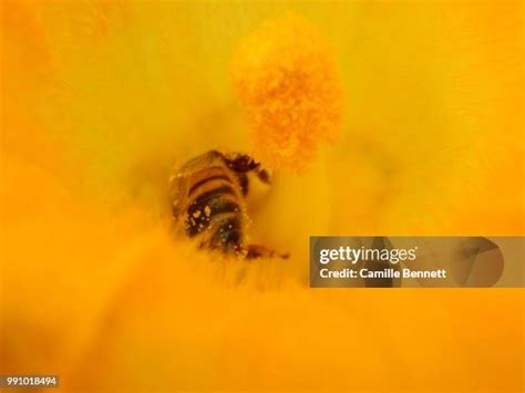 Squash Bee Photos And Premium High Res Pictures Getty Images