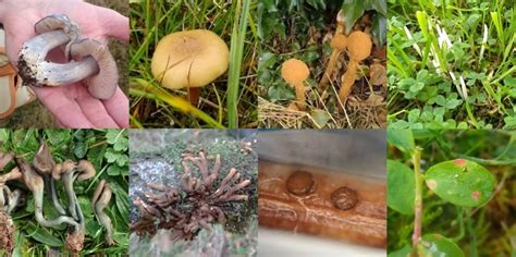 Field Mycologists Map Fungi With Dna Barcoding Bento Bio