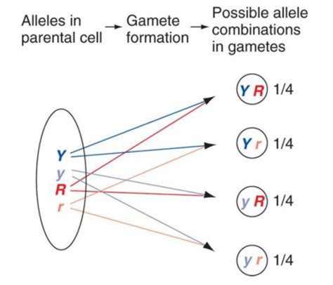 Genetics Unit I Flashcards Quizlet