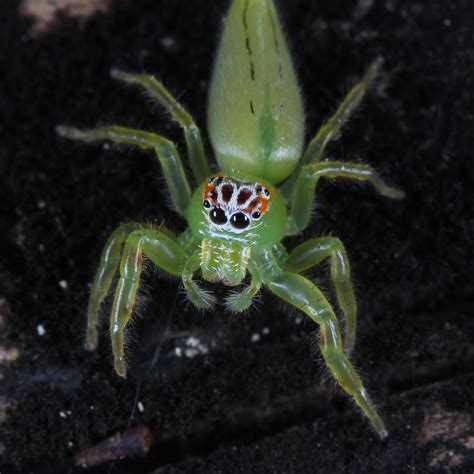 Mopsus Mormon From Brisbane Queensland R Australianspiders