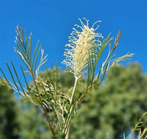 Grevillea Moonlight Huge Creamy Flowers With Breathtaking Garden