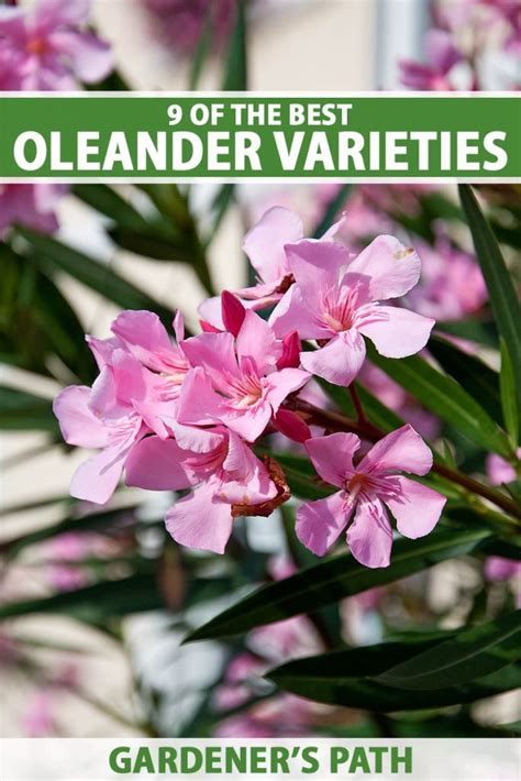 9 Of The Best Oleander Varieties Gardeners Path