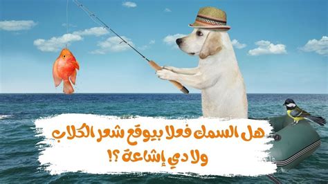 فوائد واضرار السمك للكلاب Youtube