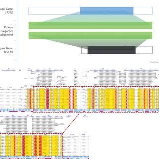 Analysis Of The Ifn Proteins Molecular Structure And Conserved