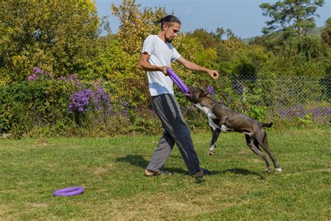 Main Differences Between The Staffordshire Bull Terrier And American