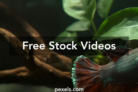 Beta Fish 16k Wallpaper Videos Download The Best Free 4k Stock Video
