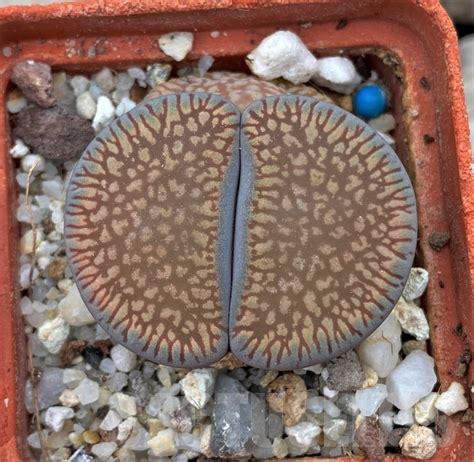 Shpr12293 Lithops Aucampiae ‘red Danielskuil Cactus Online