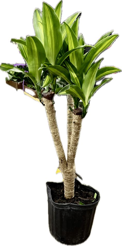 10” Mass Cane Fork The Kc Plant Factory